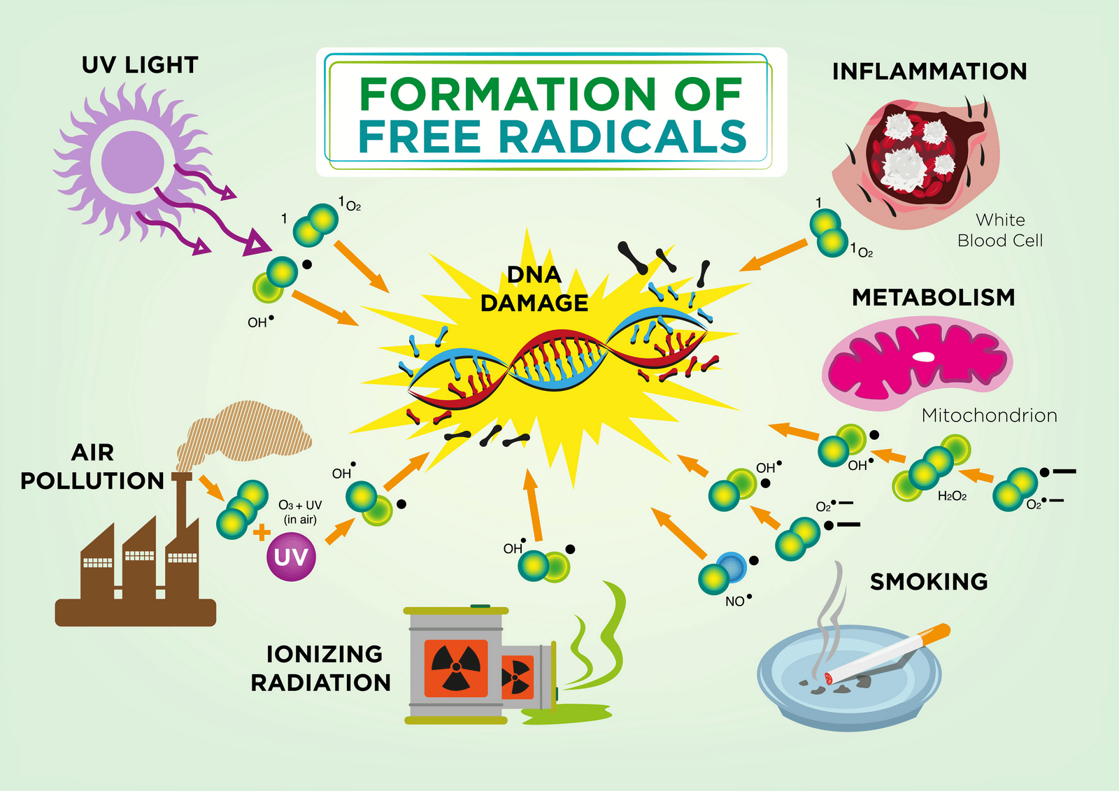 Découvrez pour quelles raisons les radicaux libres nous font vieillir