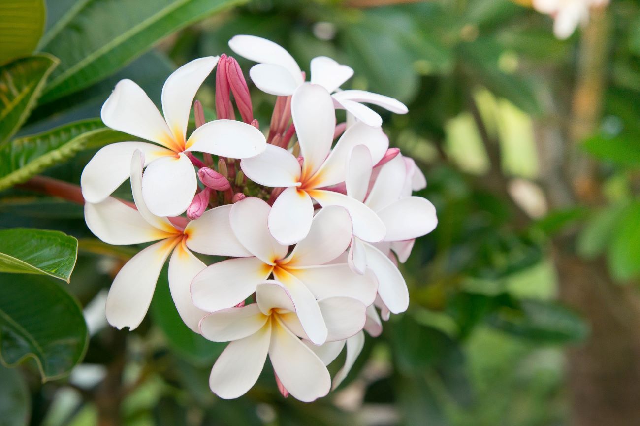 Le monoï : sous quelle forme l'utiliser?